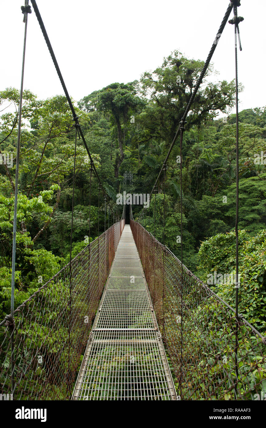 Jungle path hi-res stock photography and images - Alamy