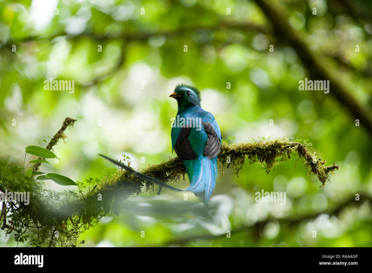 Biodiversity of costa rica hi-res stock photography and images - Alamy