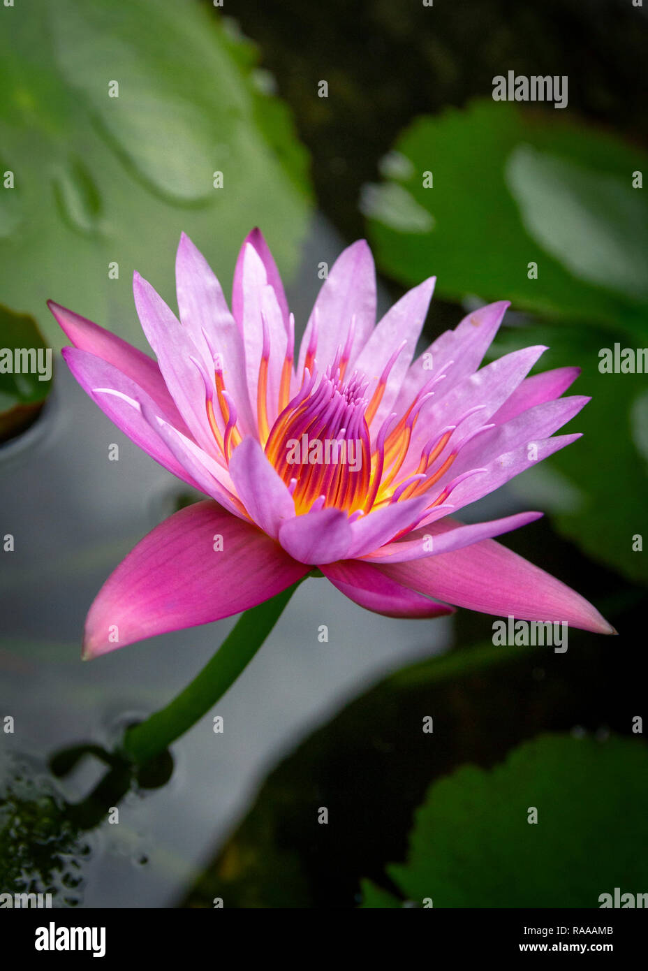 Beautiful Water Lily Close-up Stock Photo - Alamy