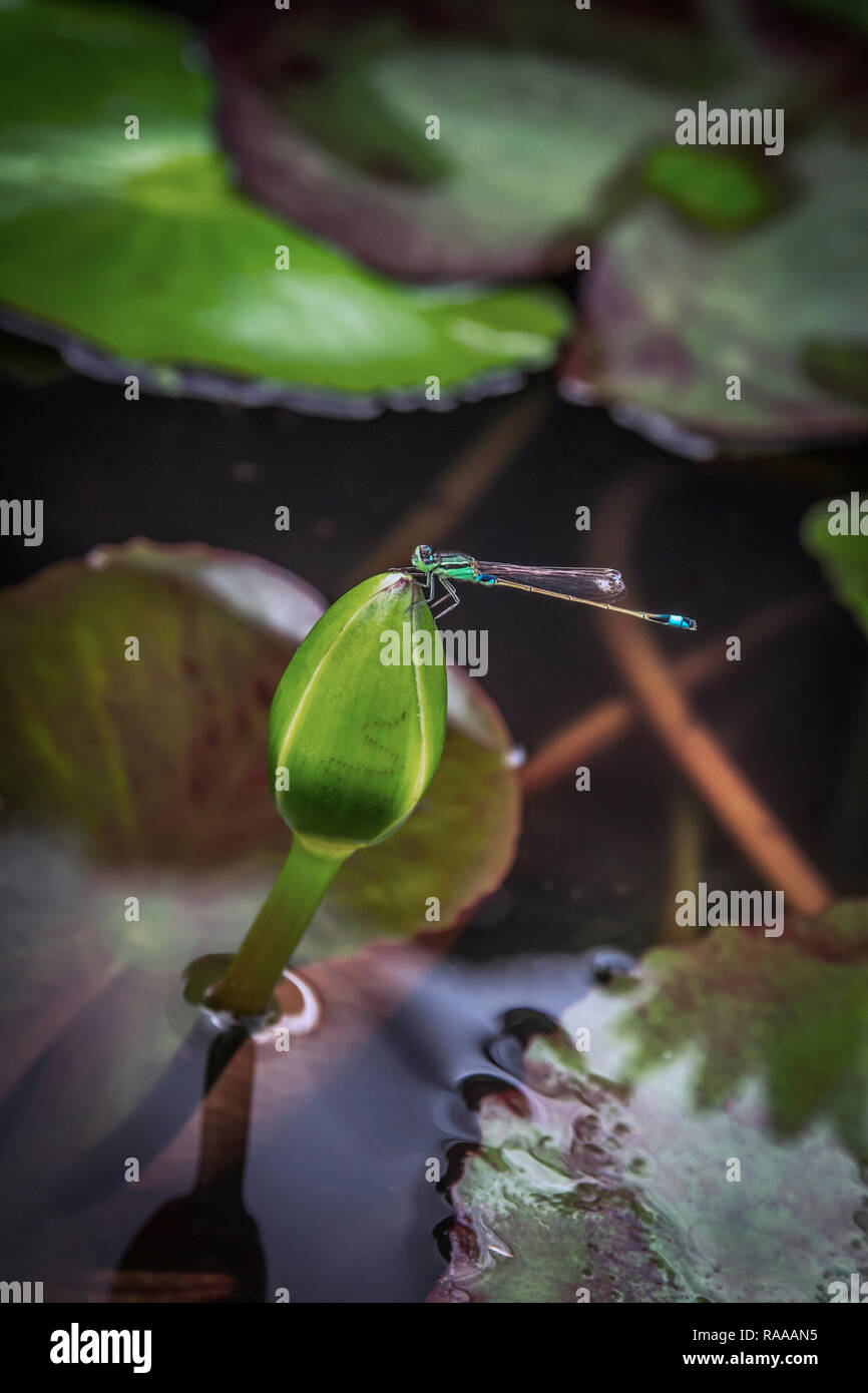 White waterlily dragonfly hi-res stock photography and images - Alamy