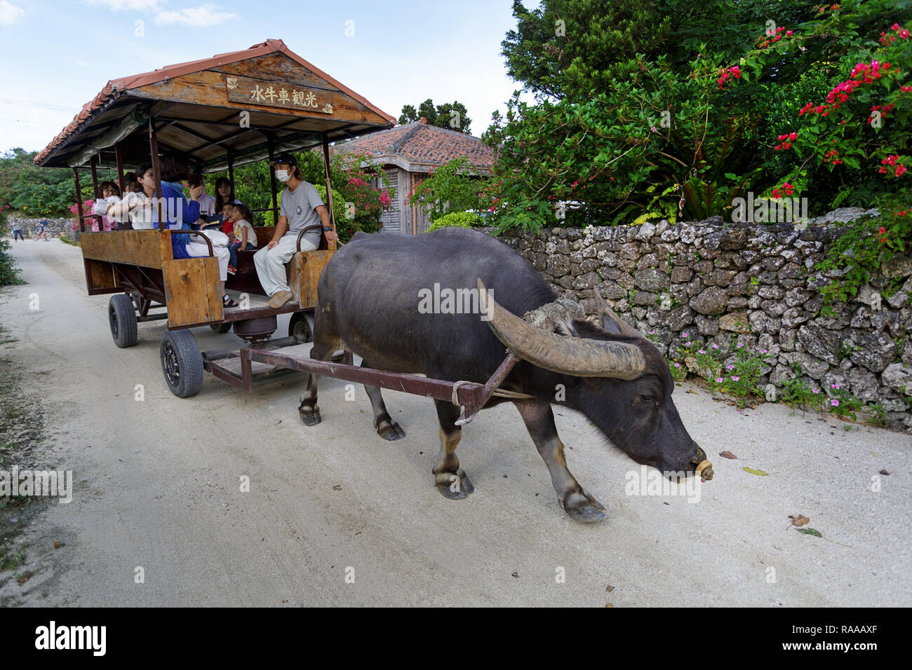 Buffalo cart hi-res stock photography and images - Alamy