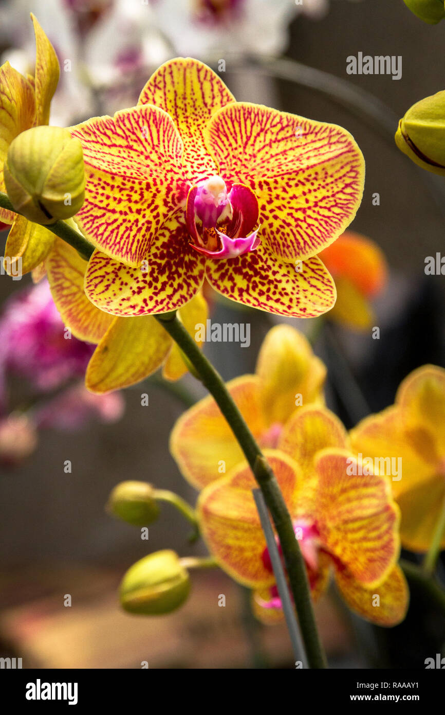 Orchid flower close-up picture Stock Photo - Alamy
