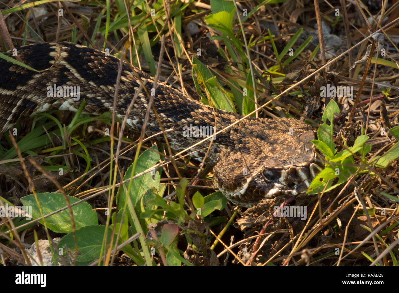 Eastern diamondback rattlesnake (Crotalus adamanteus), Everglades ...