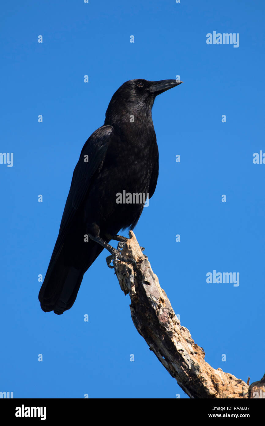 American crow hi-res stock photography and images - Alamy
