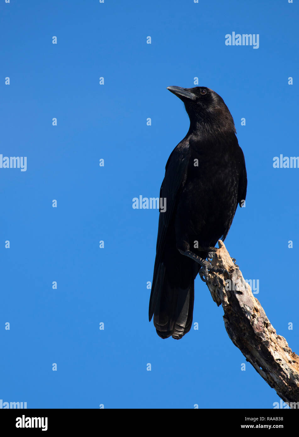 Blackbird Crow In Florida