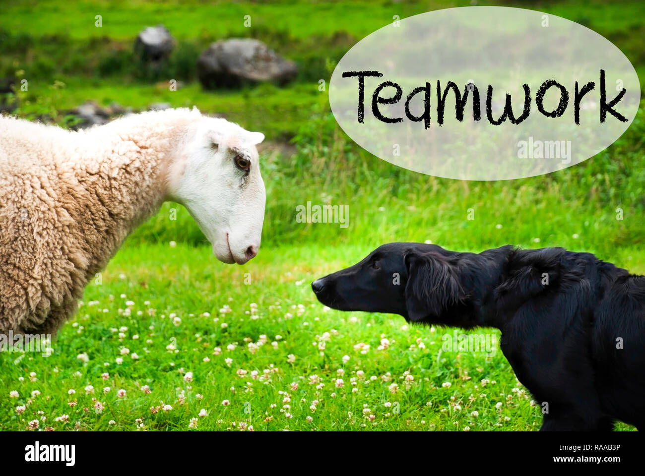 Teamwork Dog Images