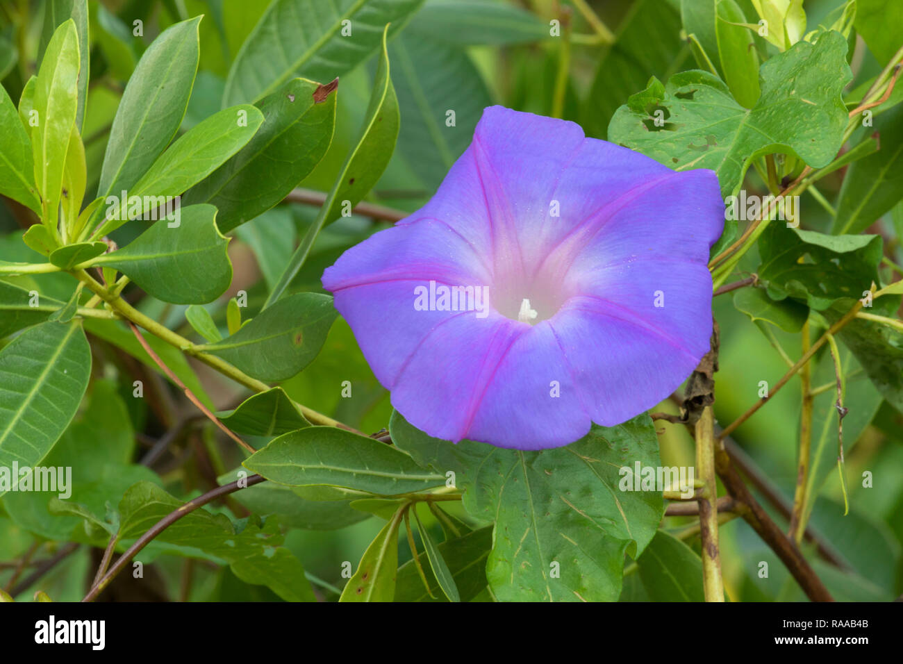 Everglades morning glory hi-res stock photography and images - Alamy