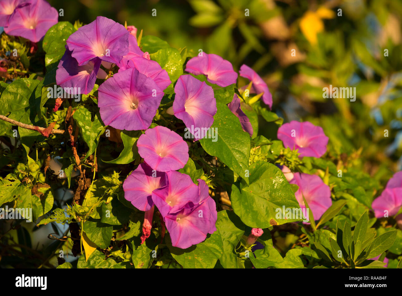 Everglades morning glory hi-res stock photography and images - Alamy