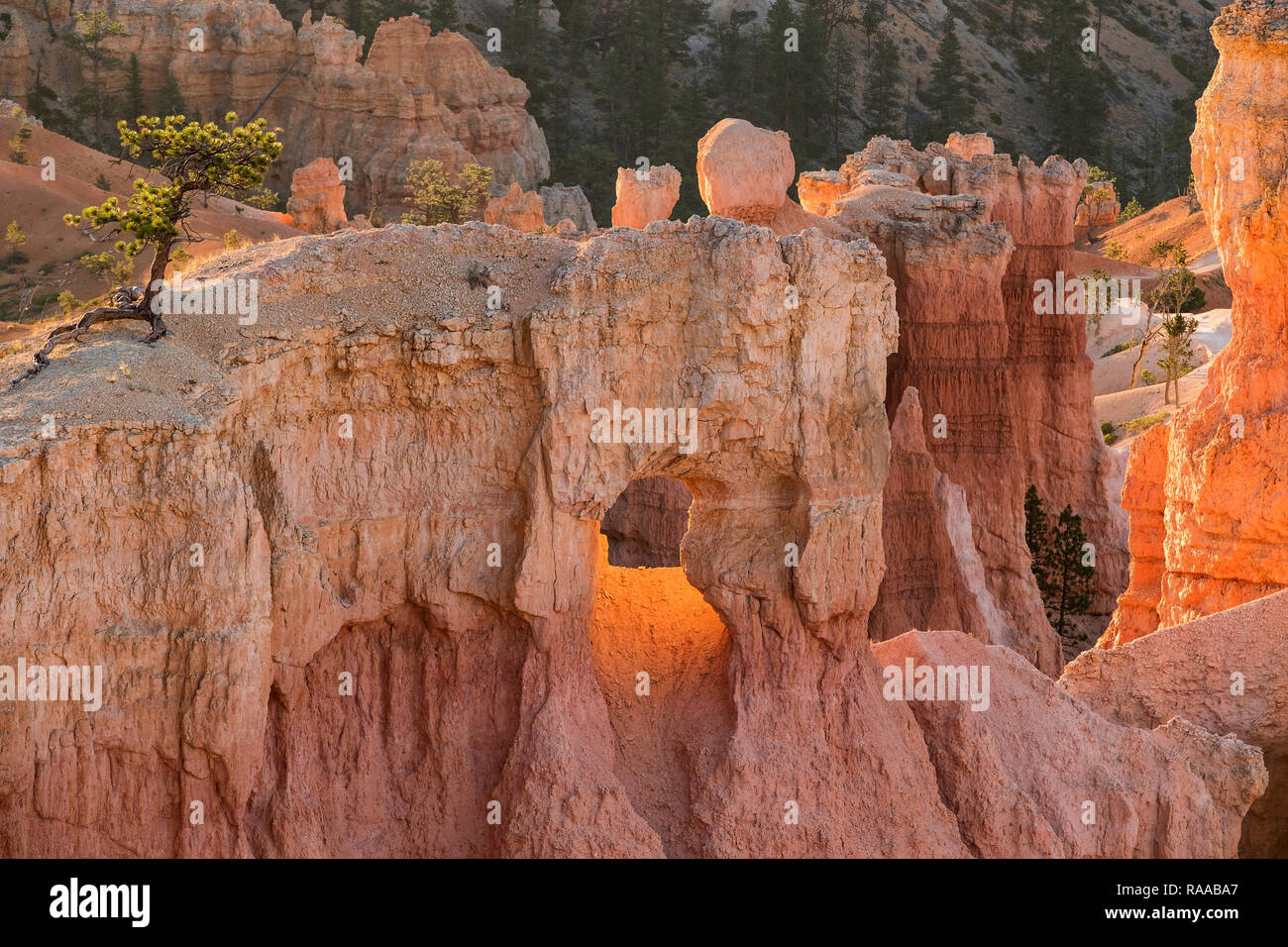 Bryce Canyon National Park, Utah, USA. Bryce Amphitheatre from the Rim ...