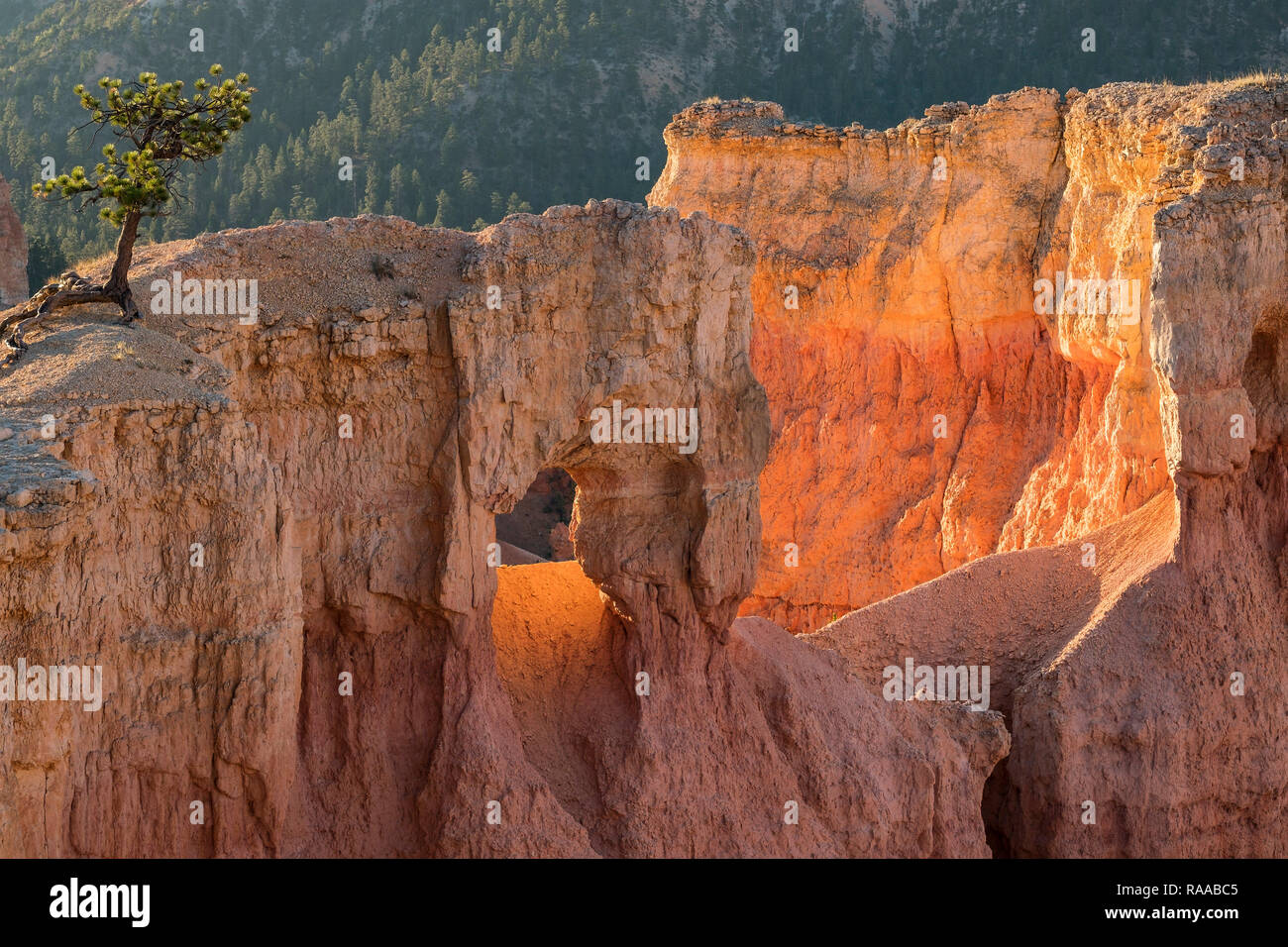 Bryce Canyon National Park, Utah, USA. Bryce Amphitheatre from the Rim ...