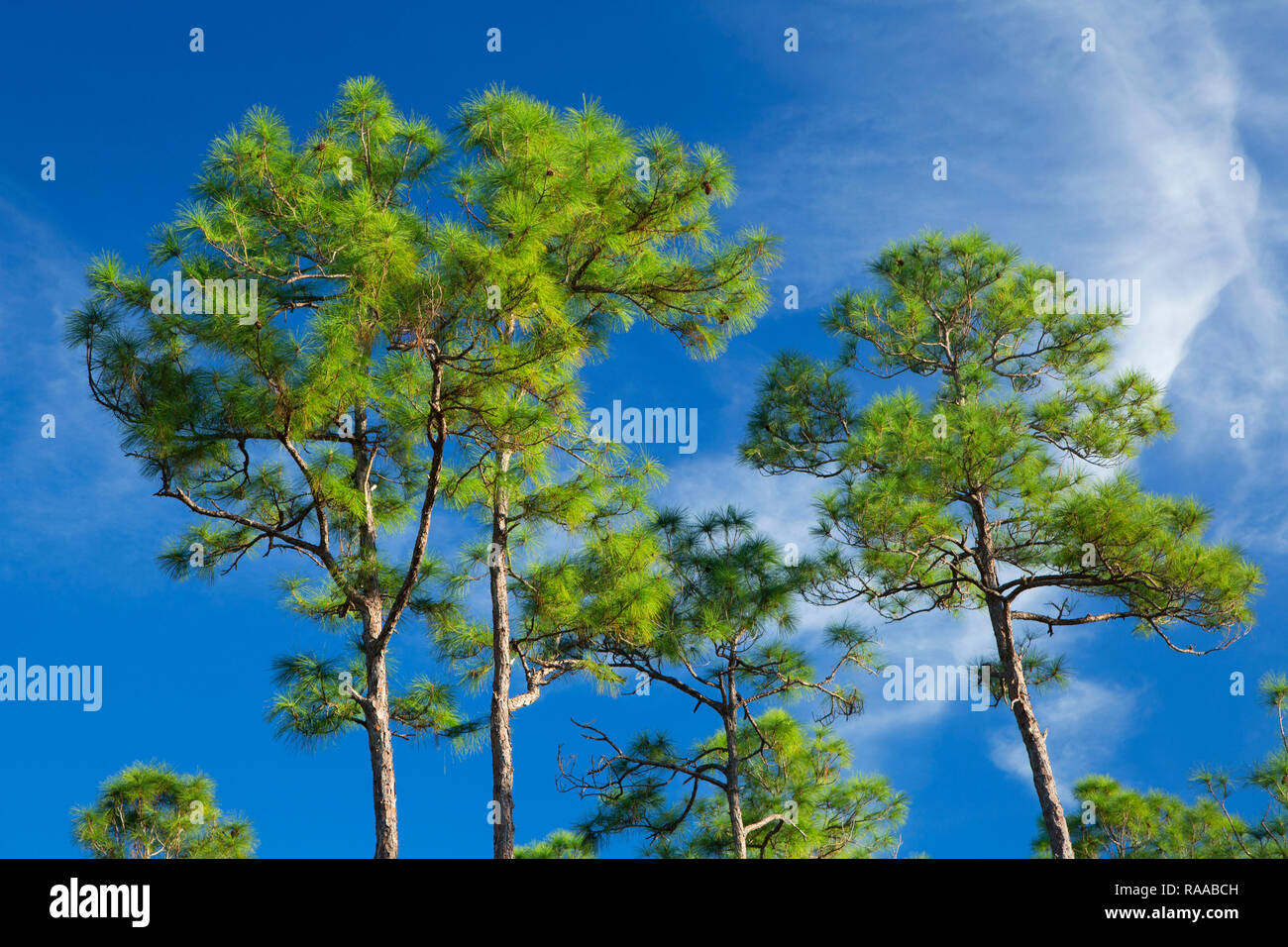Everglades national forest hi-res stock photography and images - Alamy