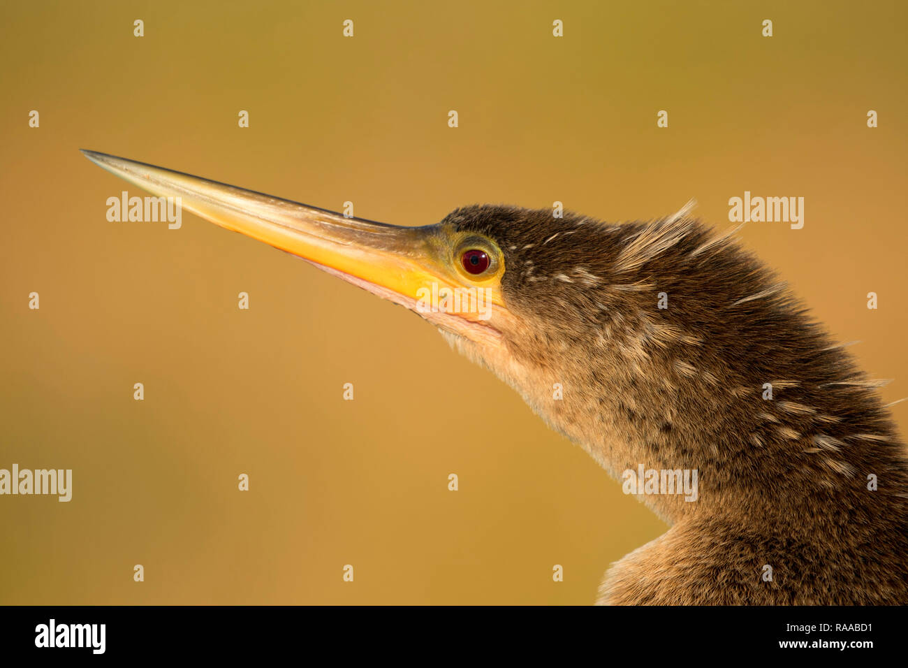 Anhinga (Anhinga anhinga), Everglades National Park, Florida Stock ...