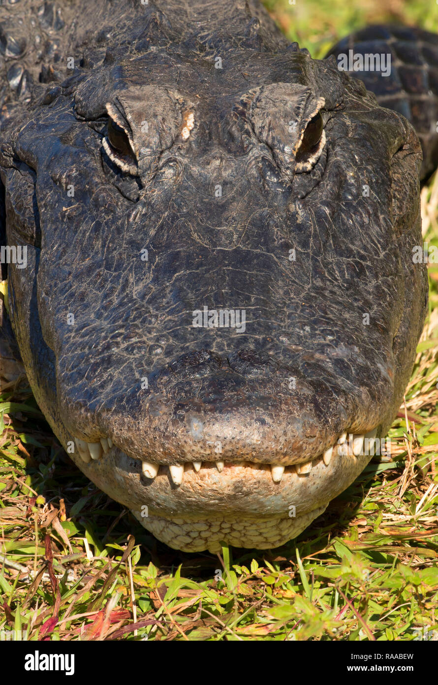 American alligator mississippiensis hi-res stock photography and images ...