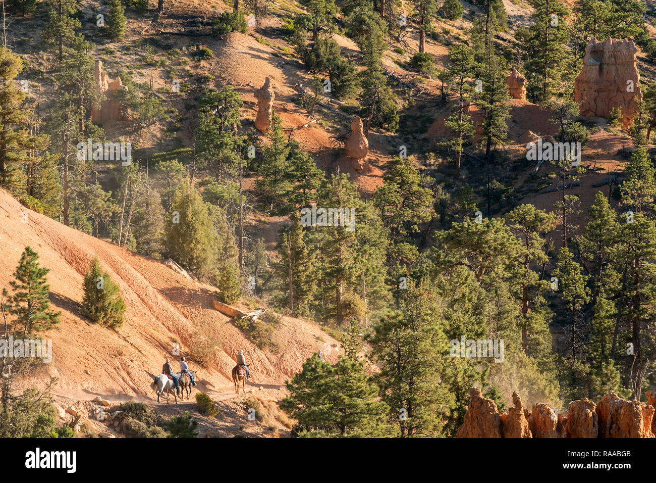 Horse riders descending through Ponderosa Pine trees into the Bryce ...