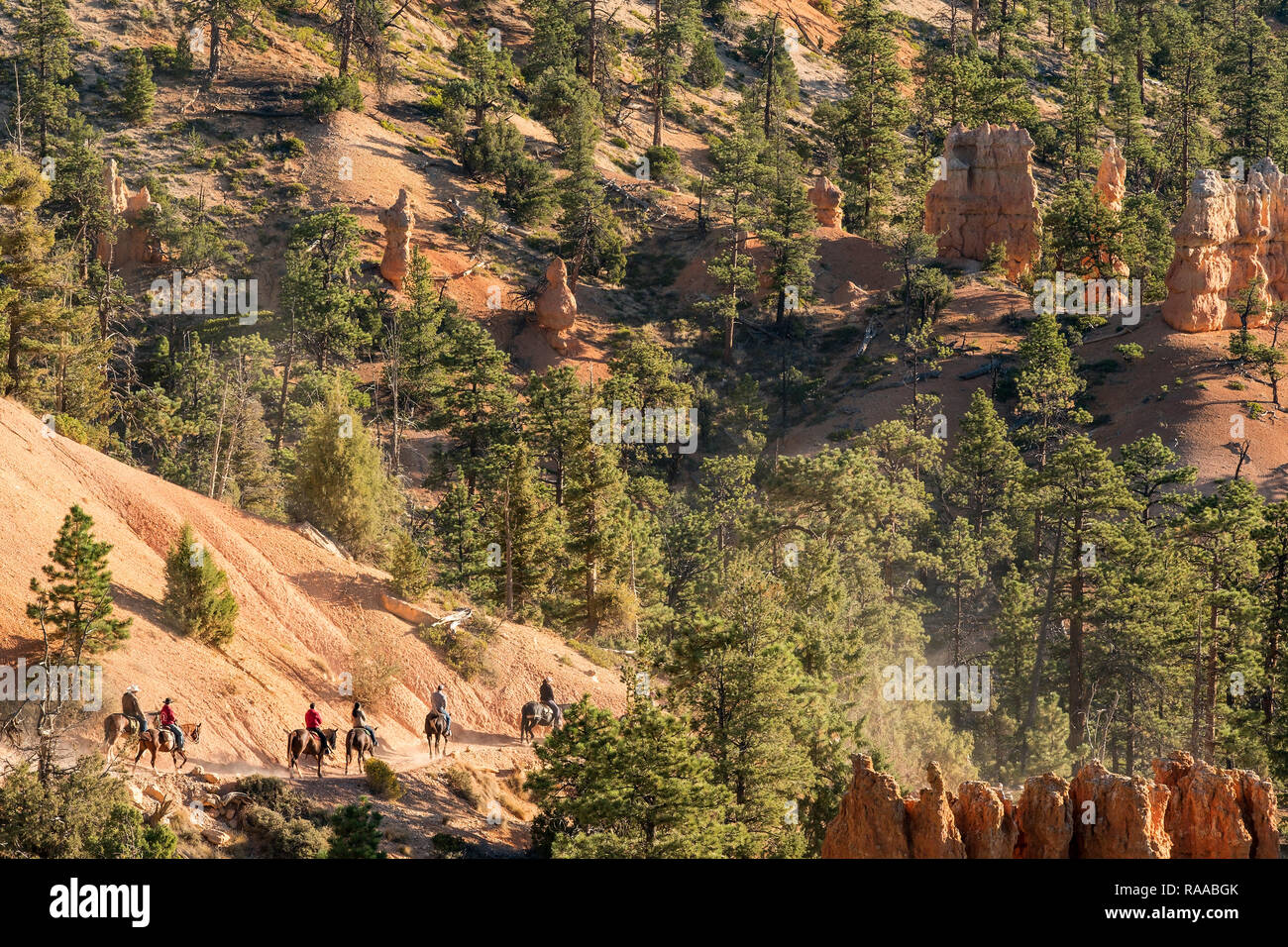 Horse riders descending through Ponderosa Pine trees into the Bryce ...