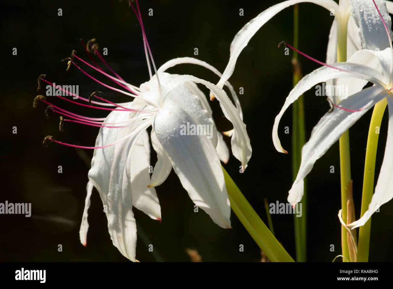 Swamp lily (Crinum americanum), Everglades National Park, Florida Stock ...