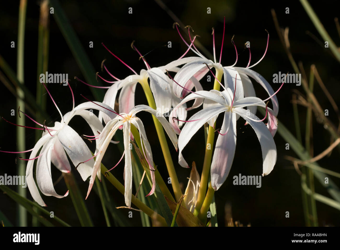 Florida swamp flower hi-res stock photography and images - Alamy