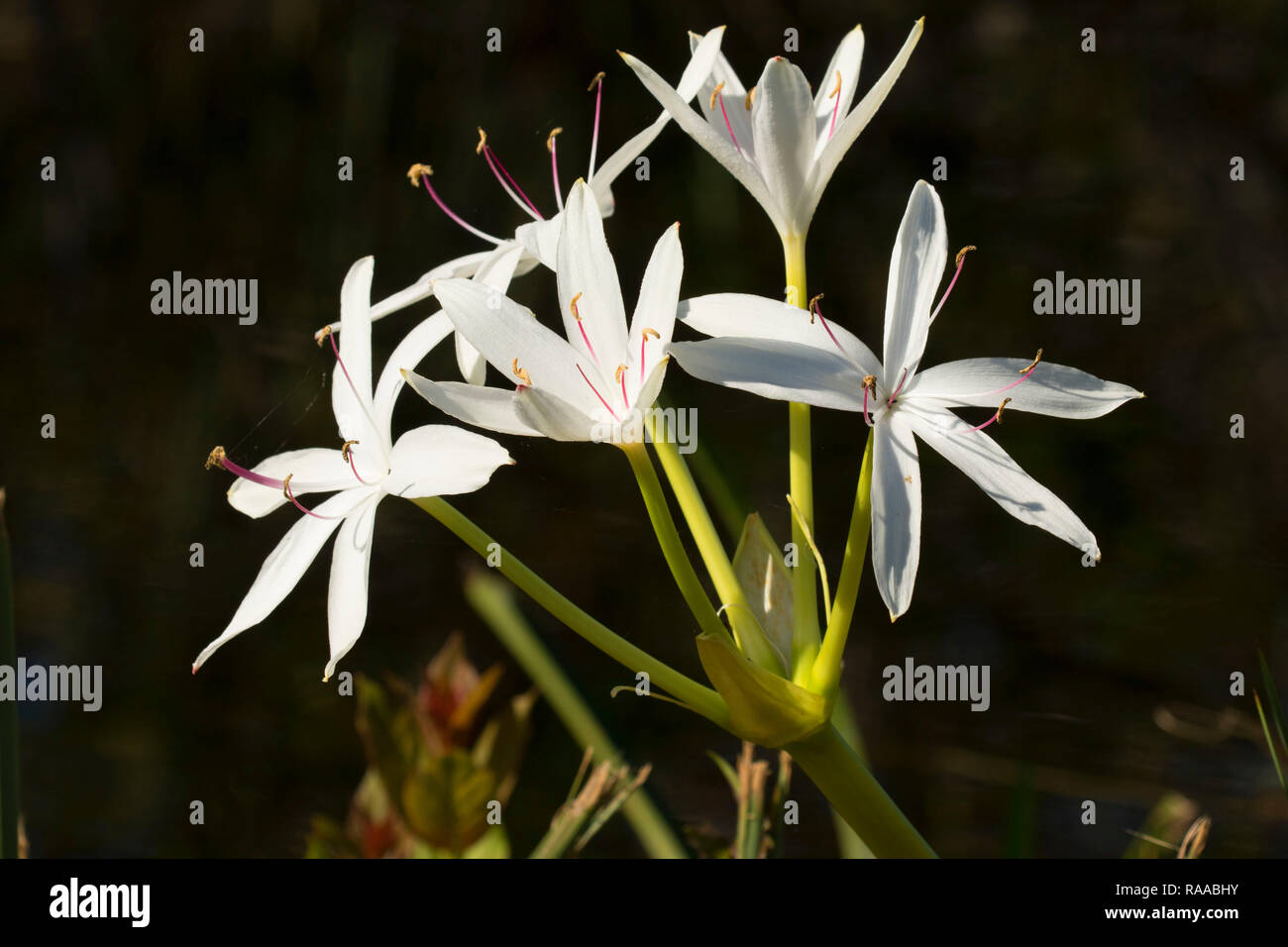 Florida swamp flower hi-res stock photography and images - Alamy