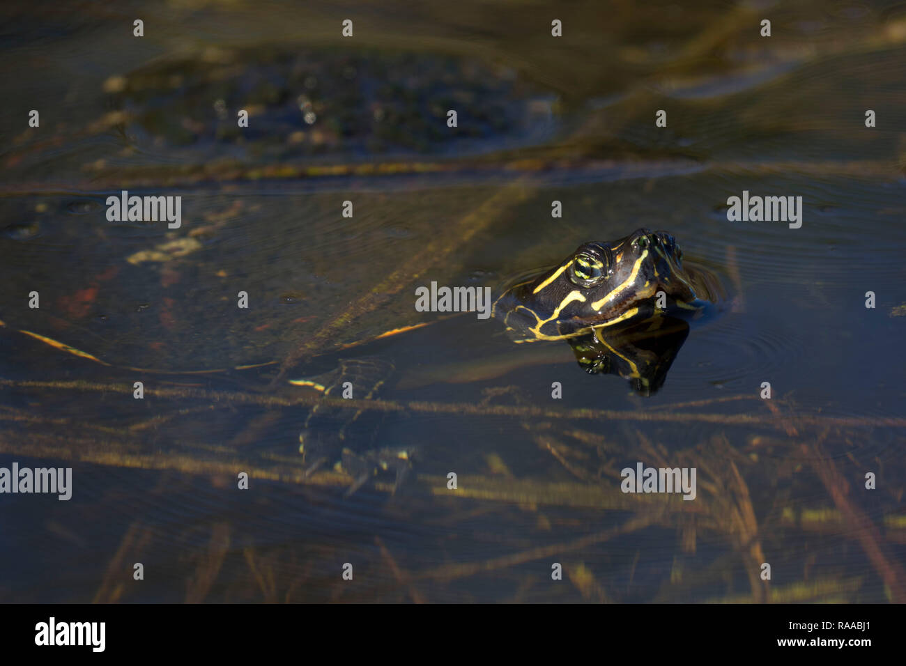 Swamp turtle florida hi-res stock photography and images - Alamy