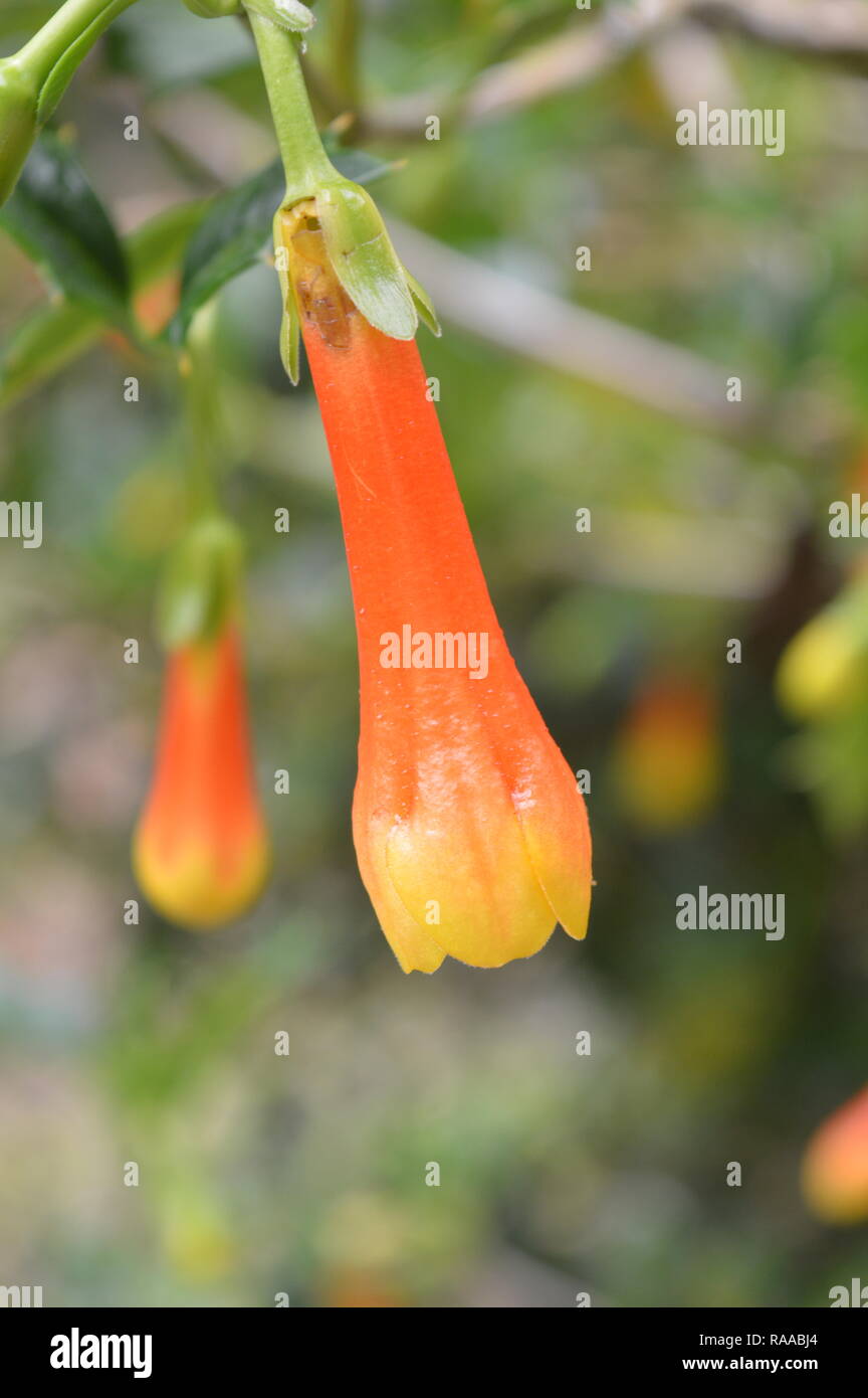 Zanzibar clove hi-res stock photography and images - Alamy