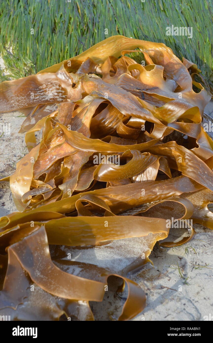 Kelp lying on the beach Stock Photo - Alamy
