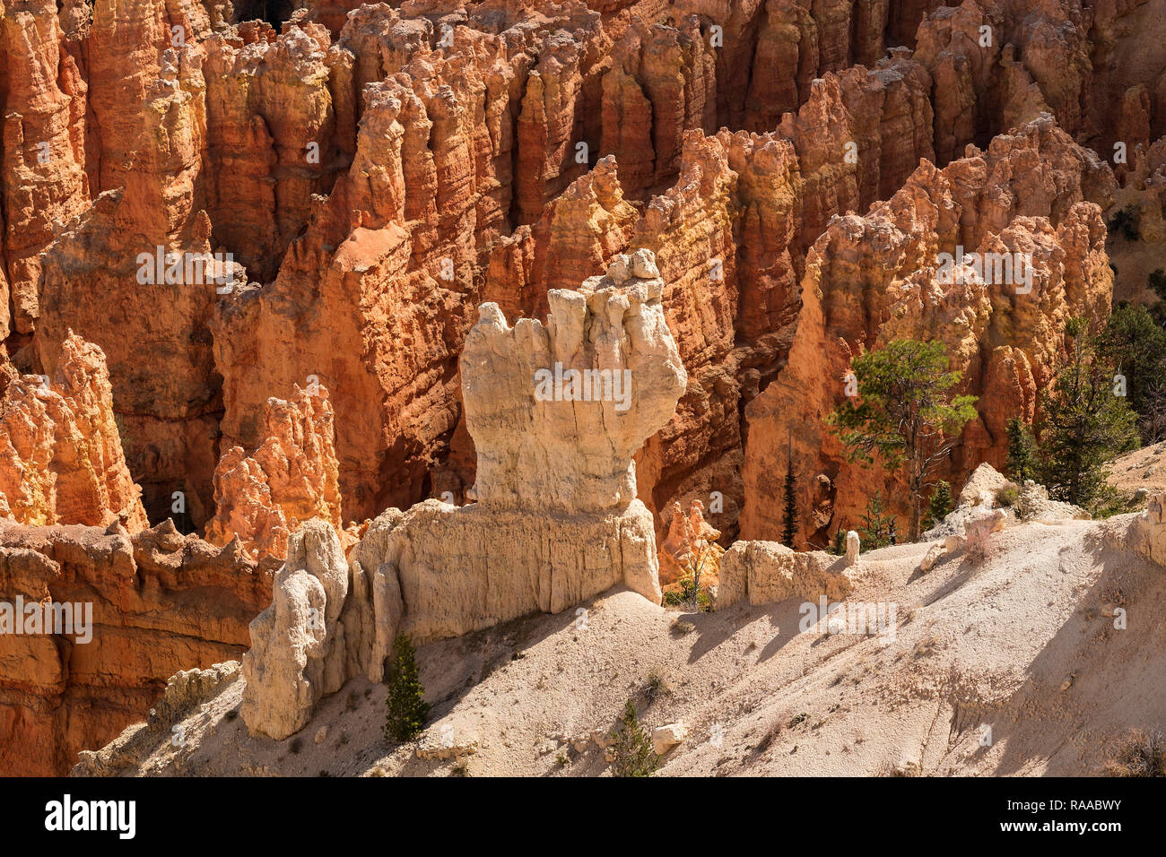 Bryce Canyon National Park, Utah, USA. The Bryce Amphitheatre showing ...