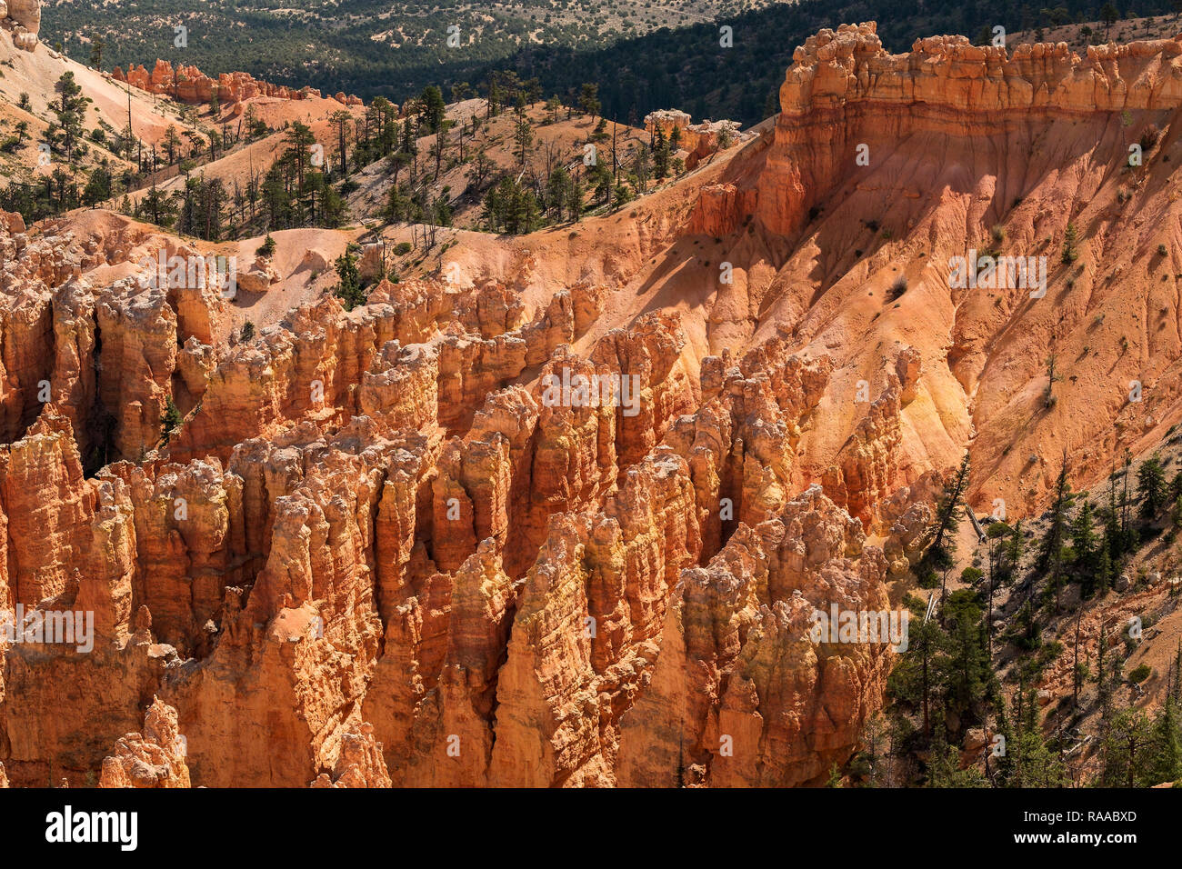 Bryce Canyon National Park, Utah, USA. The Bryce Amphitheatre showing ...