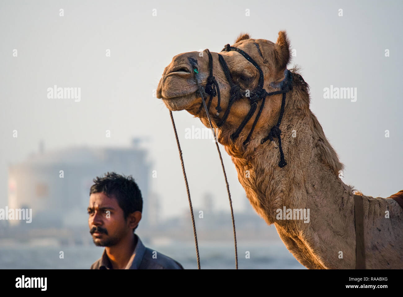 Camel handler hi-res stock photography and images - Alamy