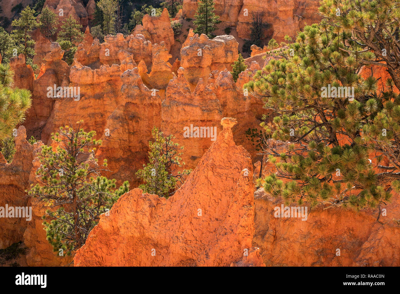 Limber pine in bryce canyon hi-res stock photography and images - Alamy