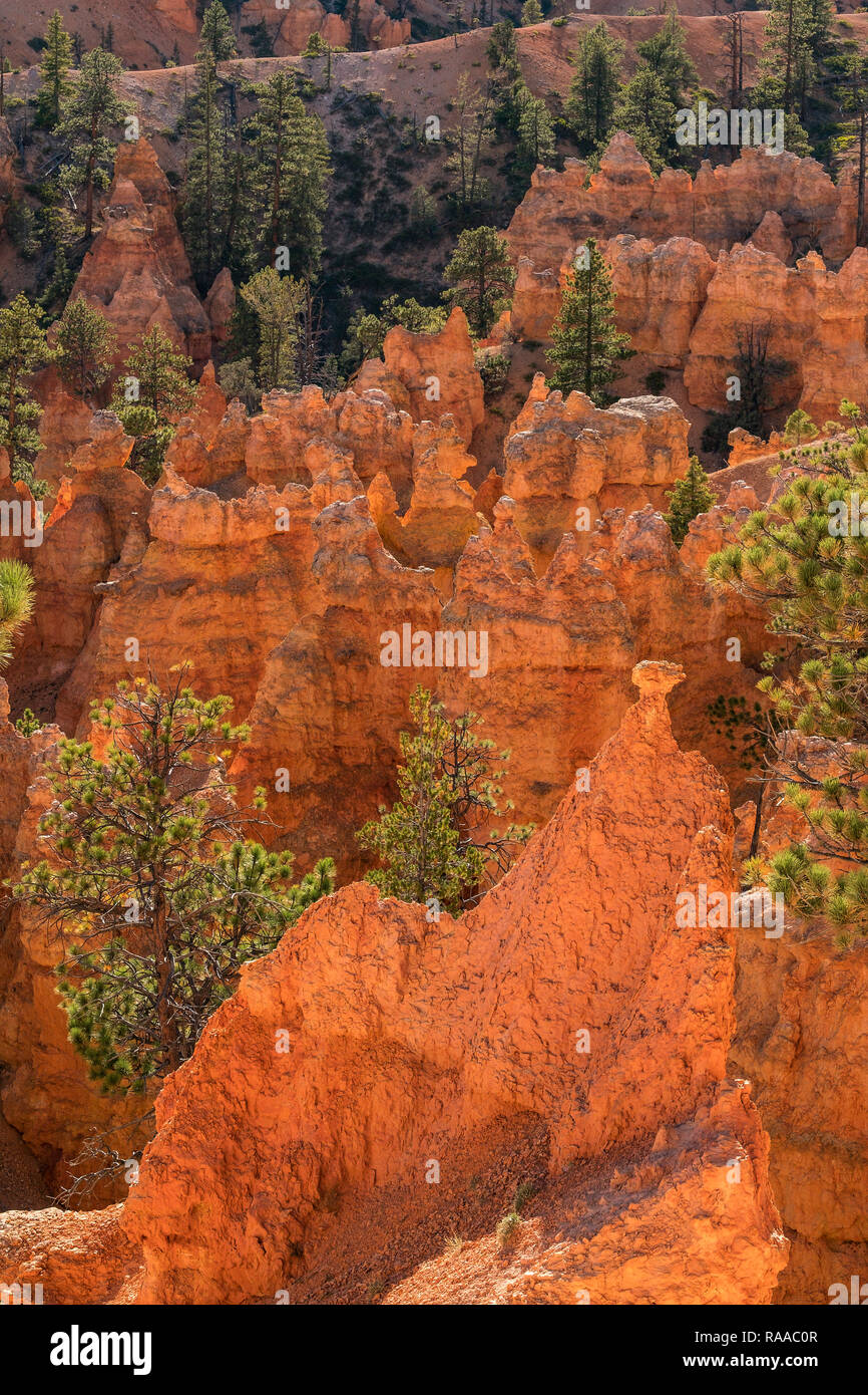 Pinus flexilis - Limber Pine trees growing on Hoodoo limestone rock ...