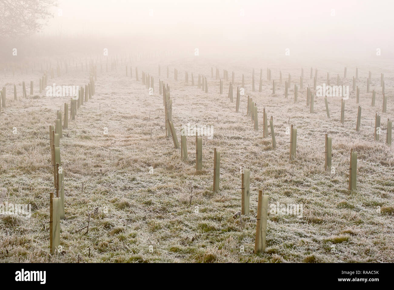 Plantation field in dense winter fog Stock Photo - Alamy