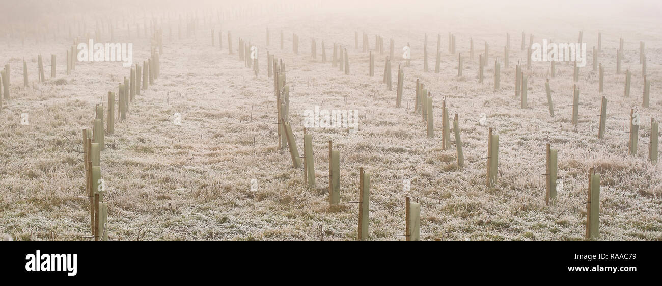 Plantation field in dense winter fog Stock Photo - Alamy