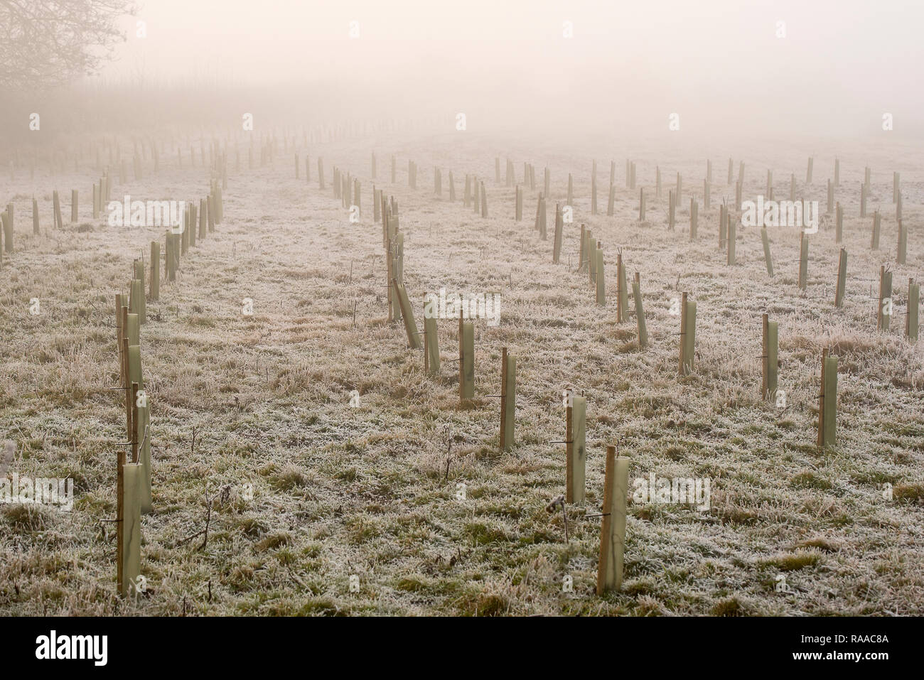 Pea Souper High Resolution Stock Photography and Images - Alamy