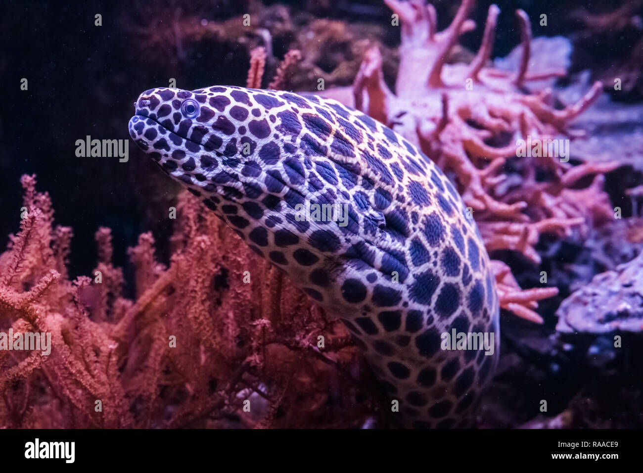 Sneaking out hi-res stock photography and images - Alamy