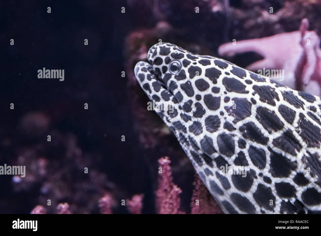 funny closeup of the head of a leopard moray eel, a tropical fish from ...