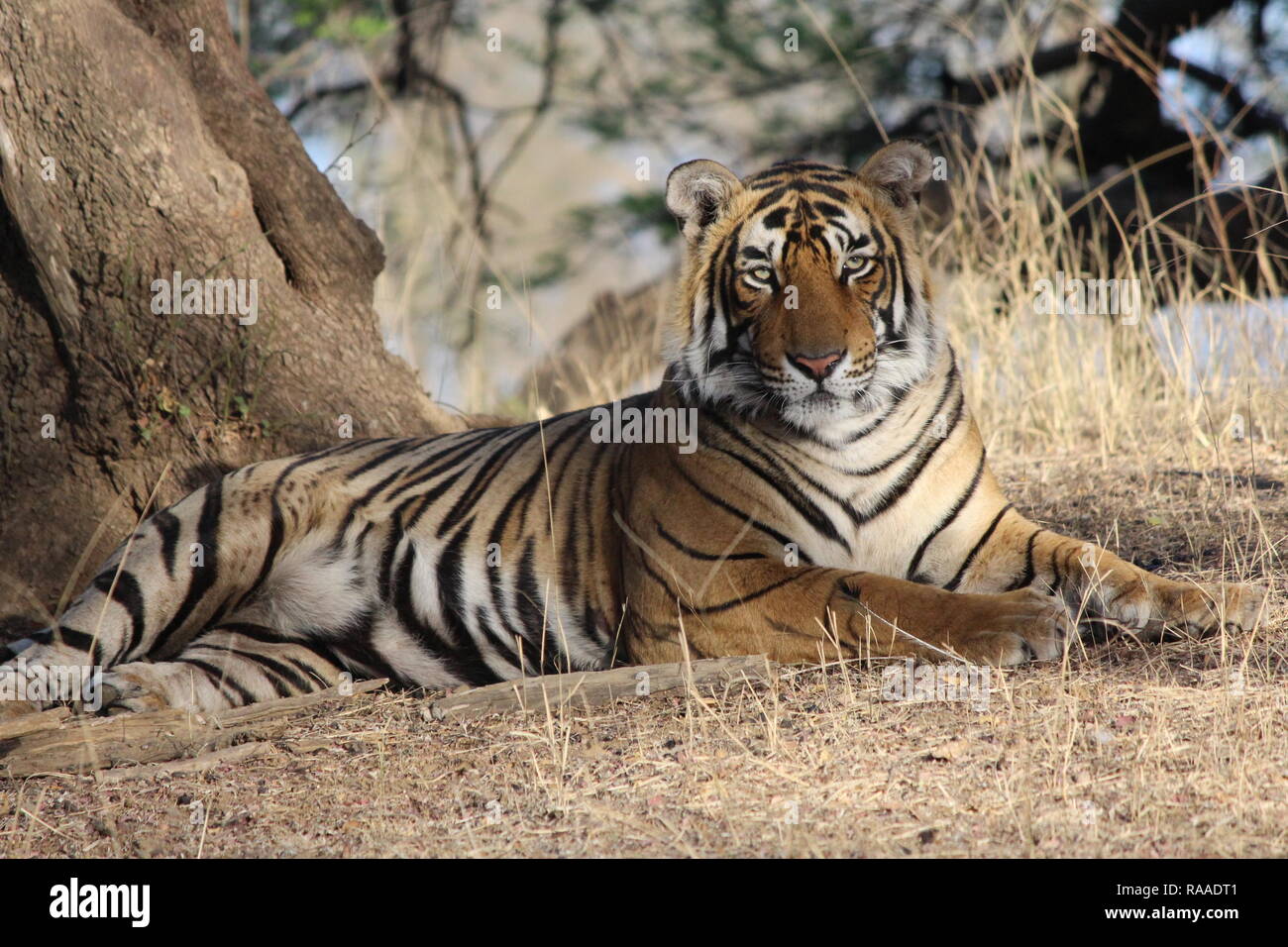 Big male tiger ranthambore hi-res stock photography and images - Alamy