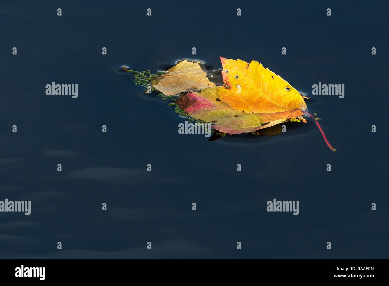 Floating autumn leaf hi-res stock photography and images - Alamy