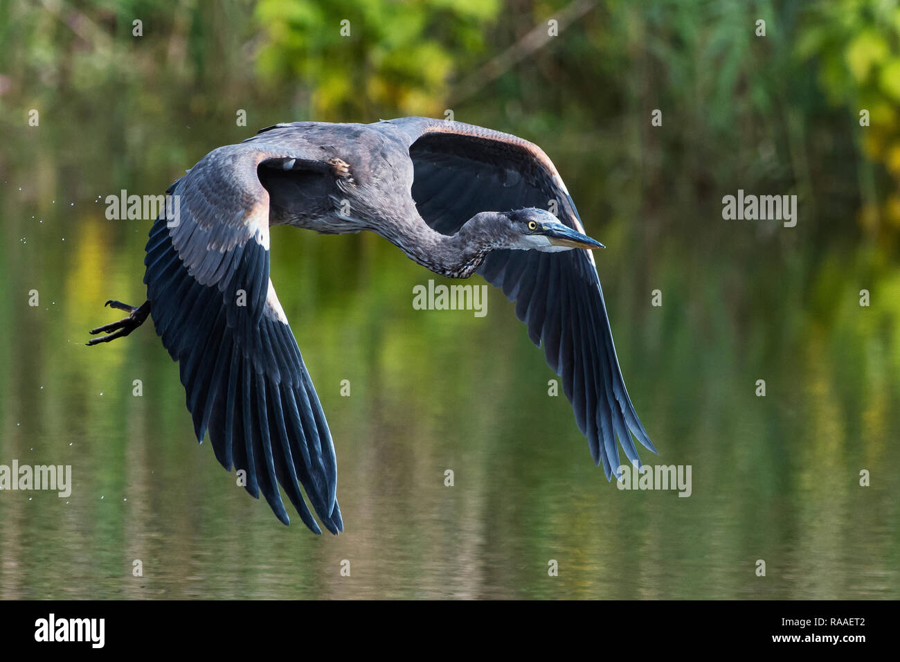 Flying great blue heron hi-res stock photography and images - Alamy