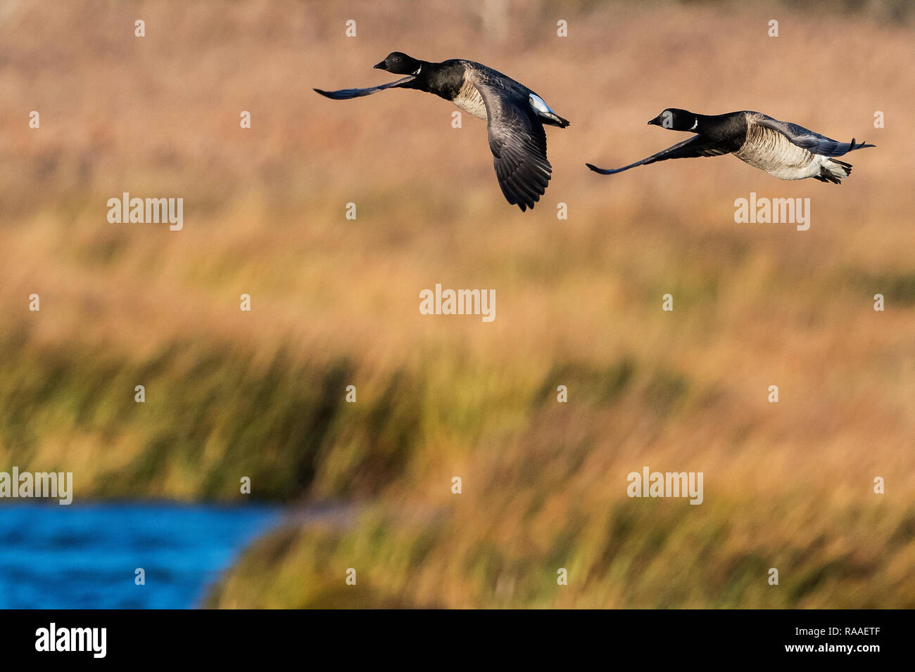Atlantic brant hi-res stock photography and images - Alamy