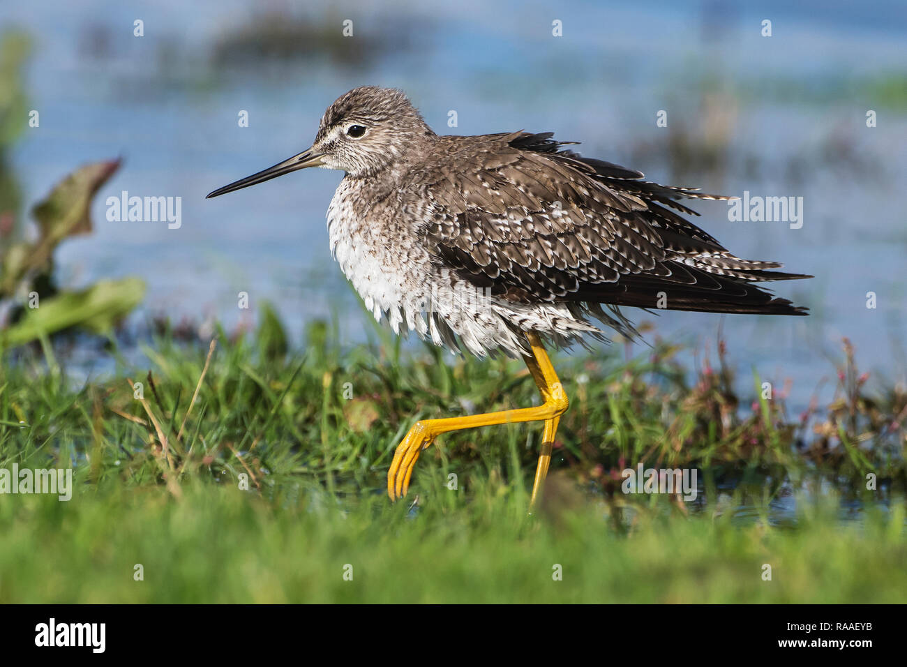 Greater yellowlegs during fall shorebird migration Stock Photo - Alamy