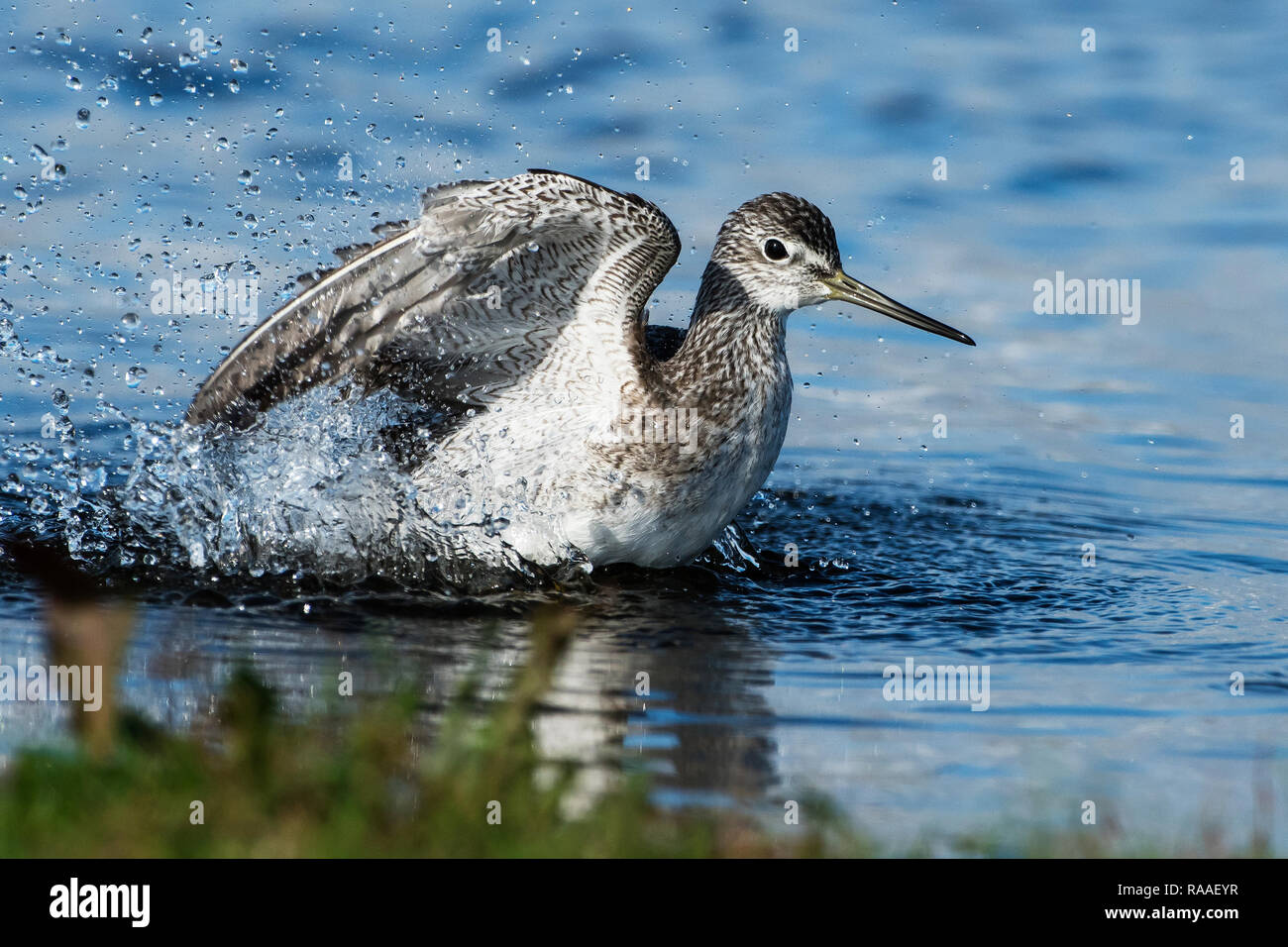 Fall shorebird migration hi-res stock photography and images - Alamy