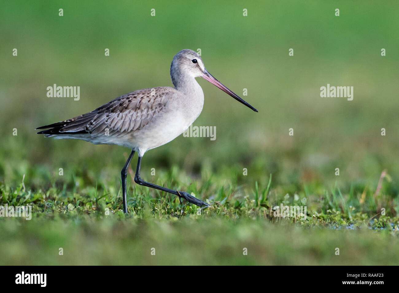 Hudsonian godwit during autumn migration Stock Photo - Alamy