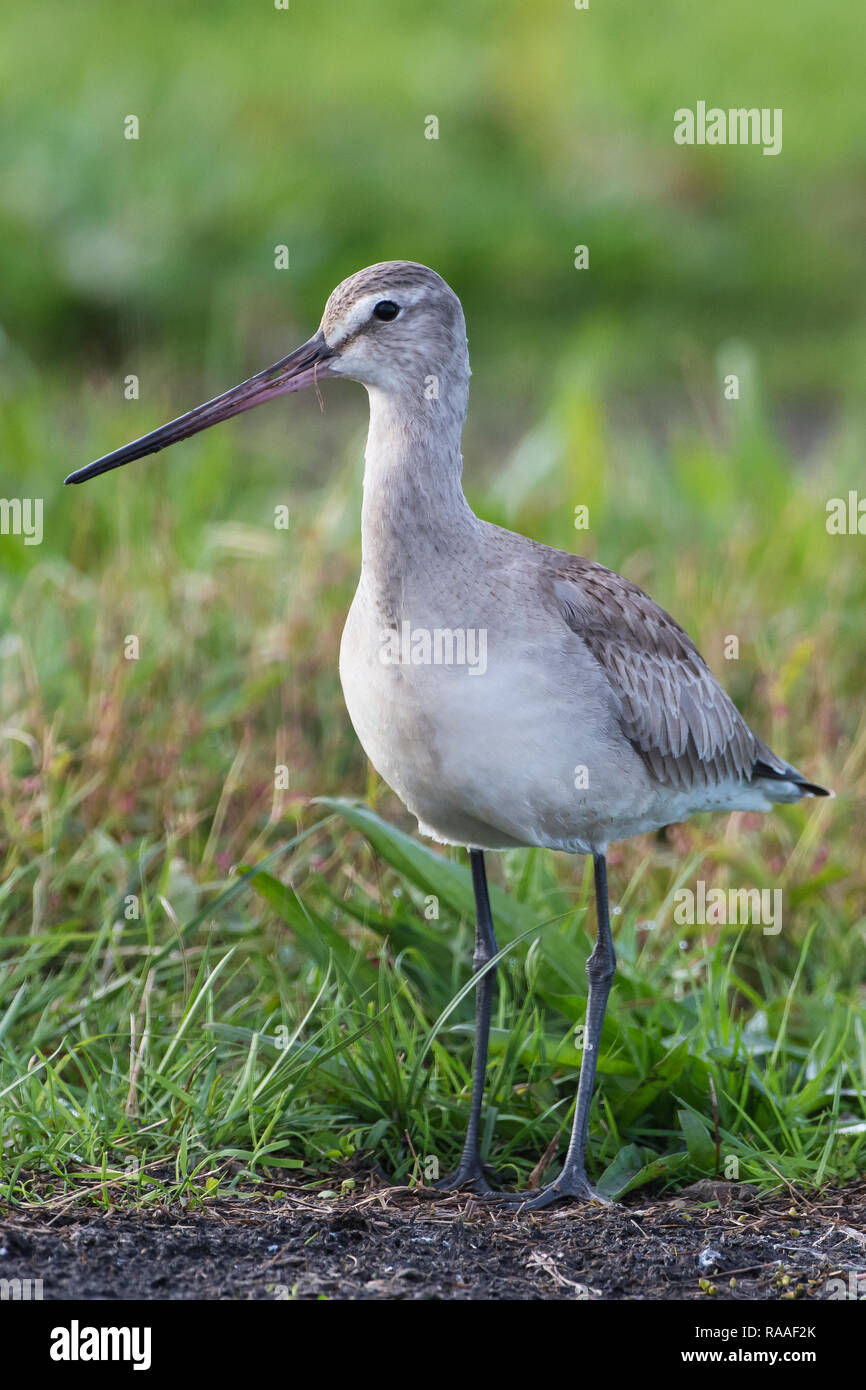 Godwits hi-res stock photography and images - Alamy