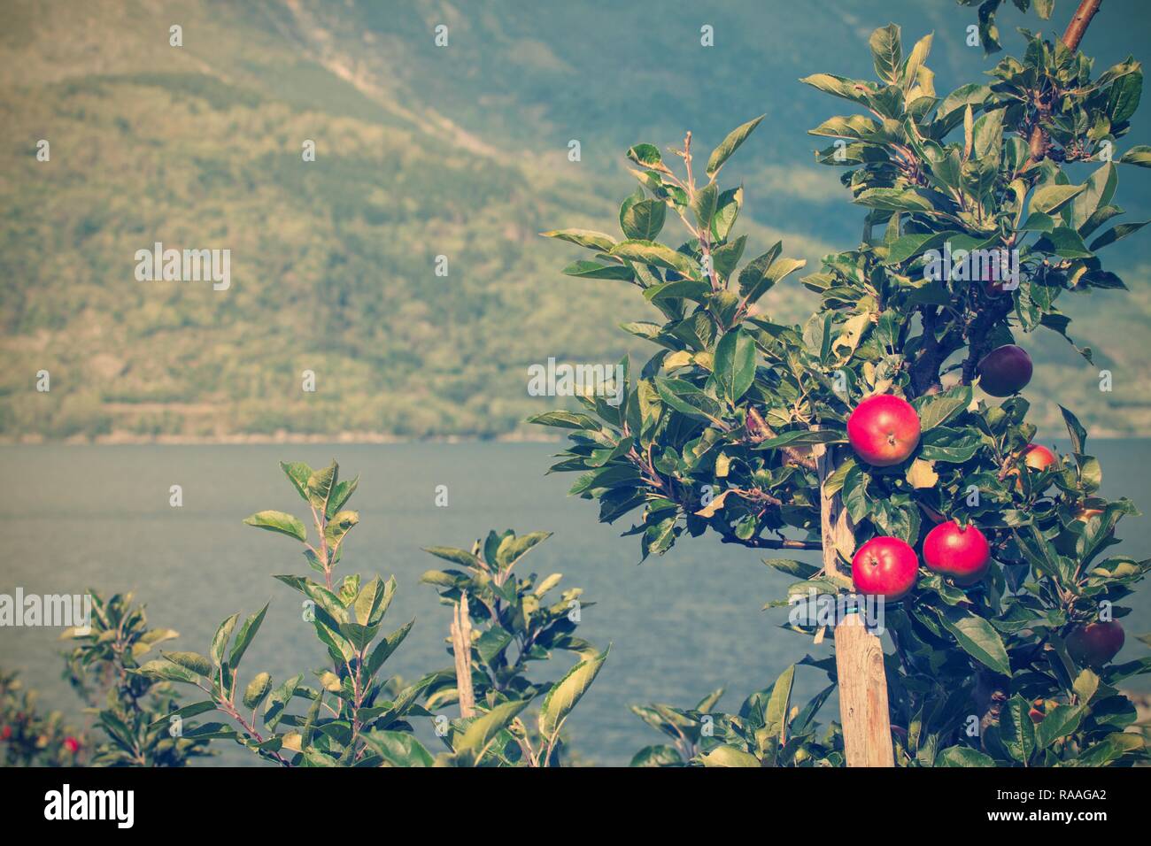 apple tree with apples and a beautiful view in the background. Norway ...