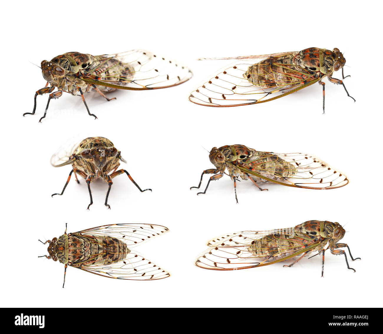 cicada isolated on white background Stock Photo - Alamy