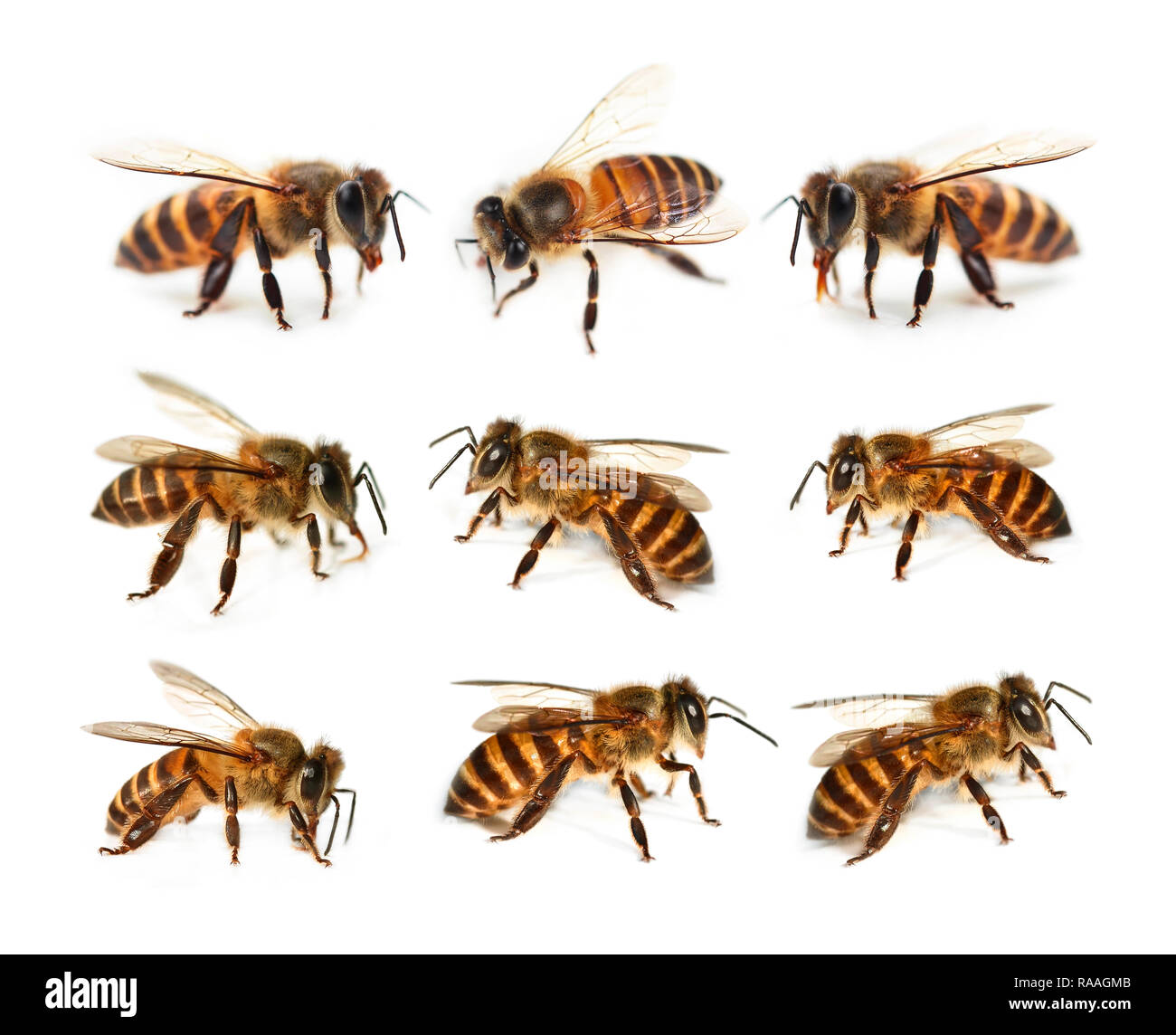 set of bee isolated on white background Stock Photo - Alamy