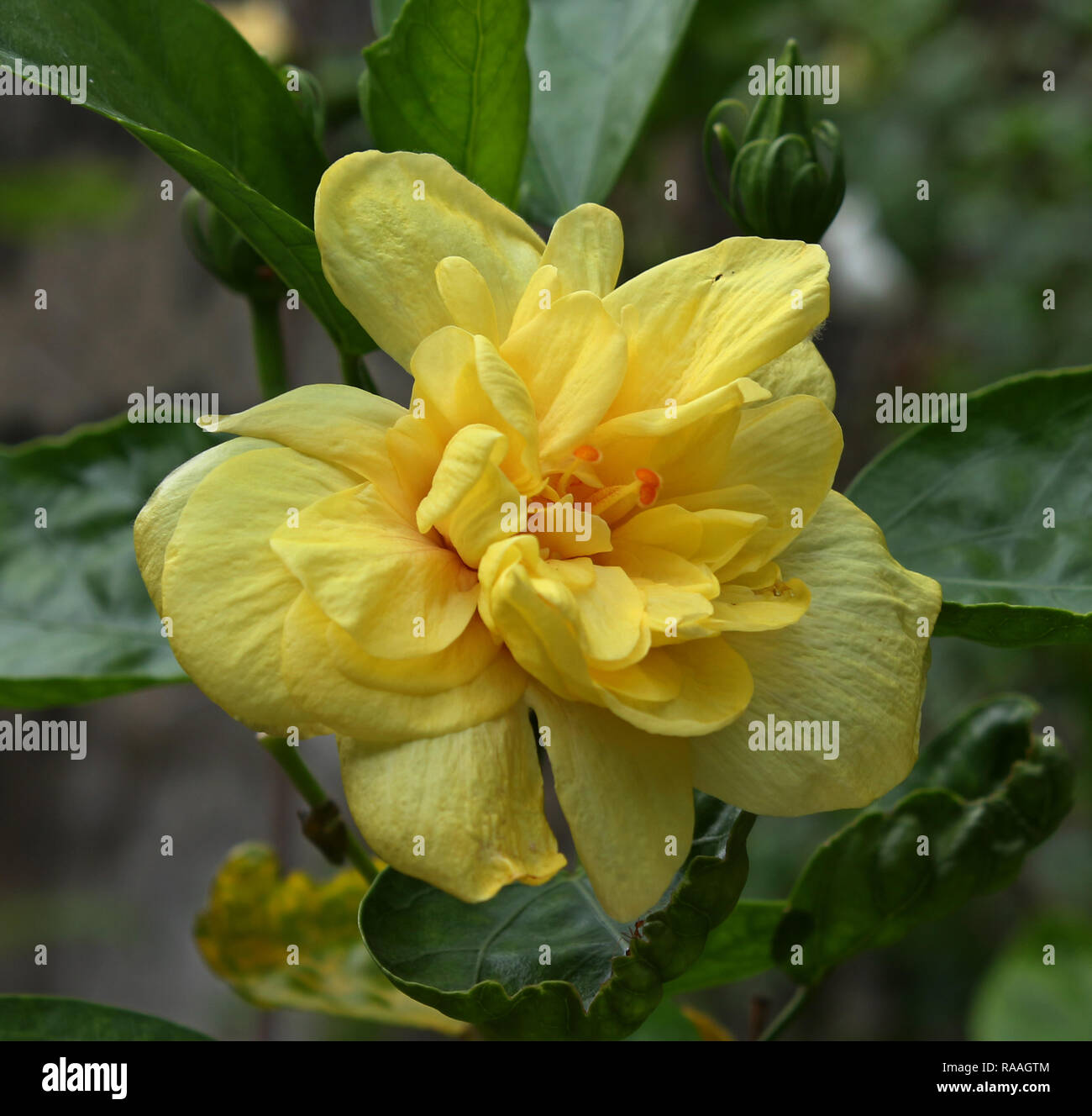 Australian native hibiscus hi-res stock photography and images - Alamy
