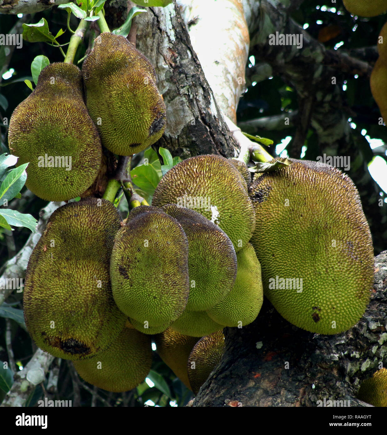 Group jack fruit hi-res stock photography and images - Alamy