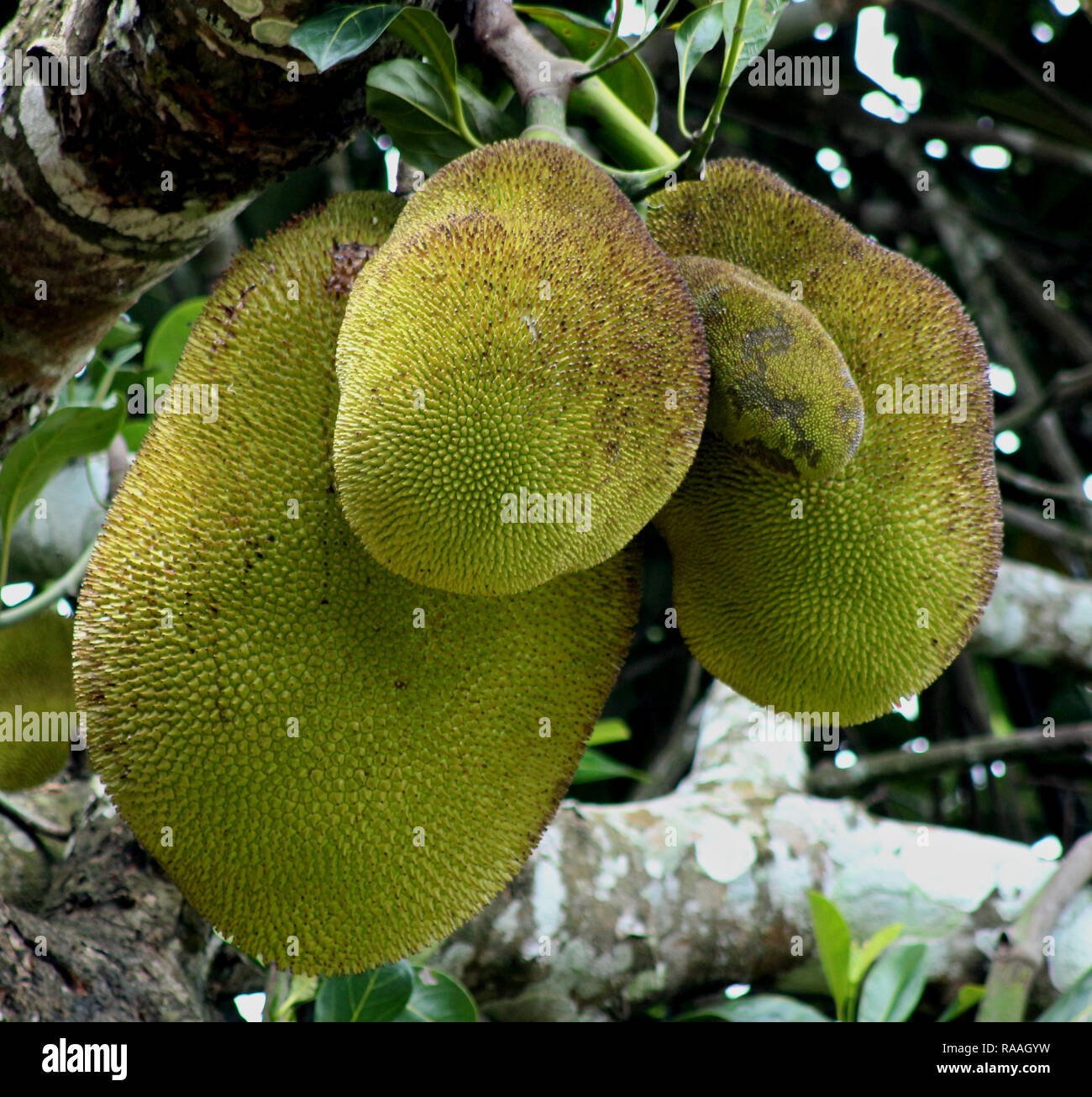 a group of jack fruit Stock Photo - Alamy