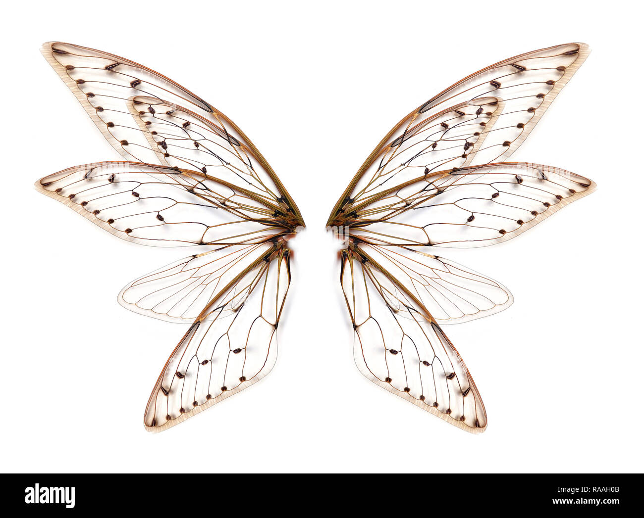 wings of Insect cicada on white bacground Stock Photo - Alamy